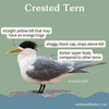 Identify Australian Terns | Weekend Birder