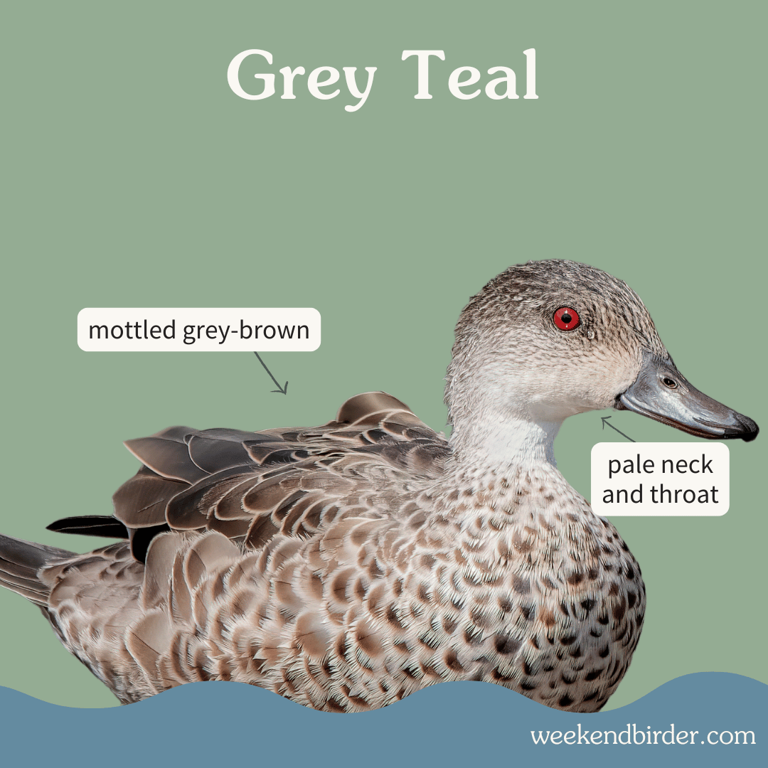 Identify Australian Ducks | Weekend Birder