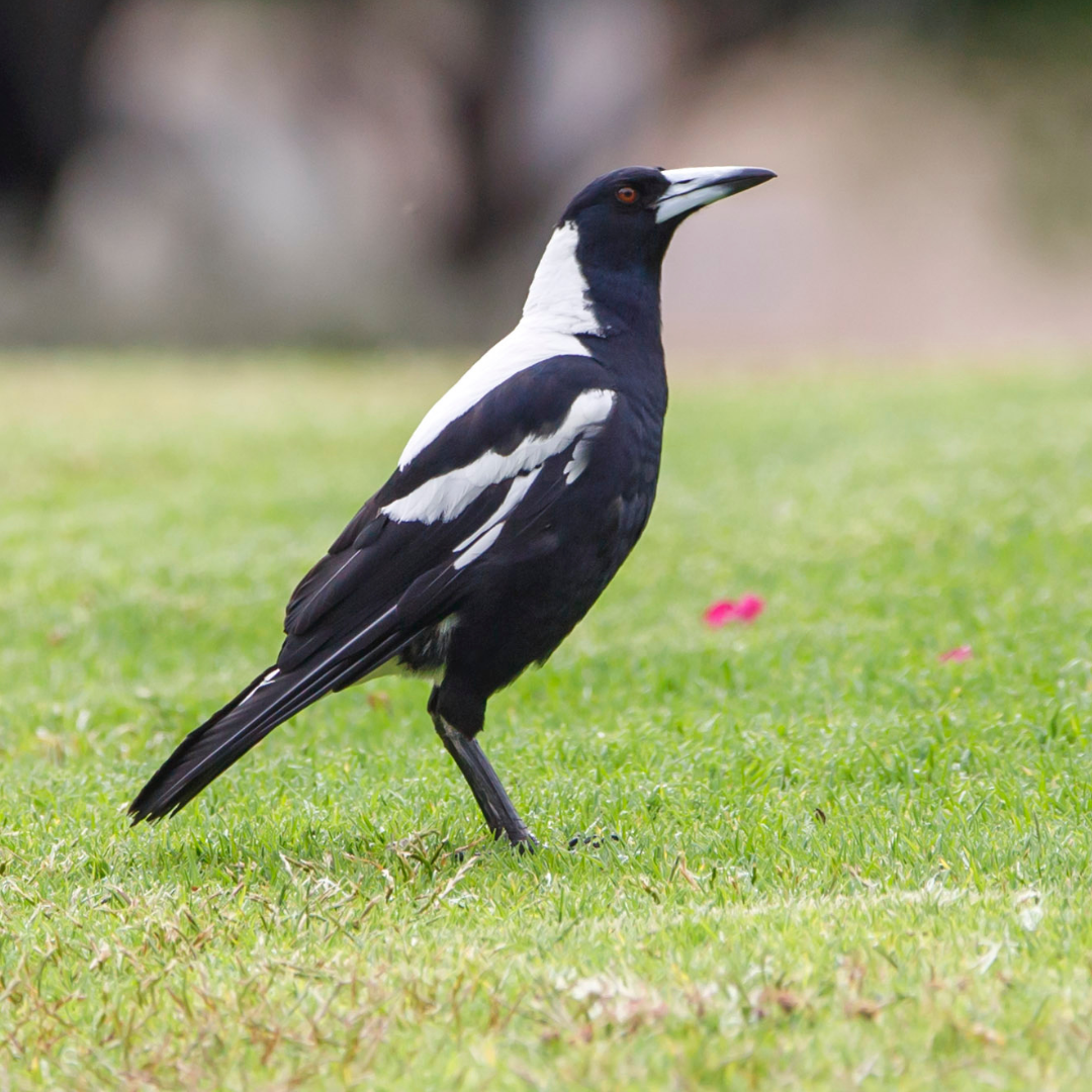Weekend Birder