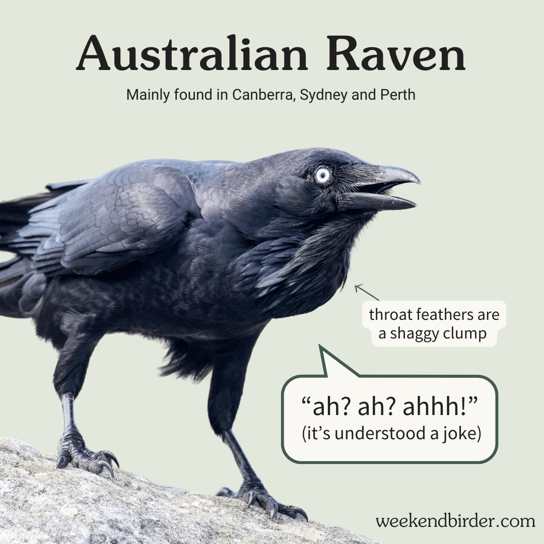 Crows and Ravens ID Guide | Weekend Birder