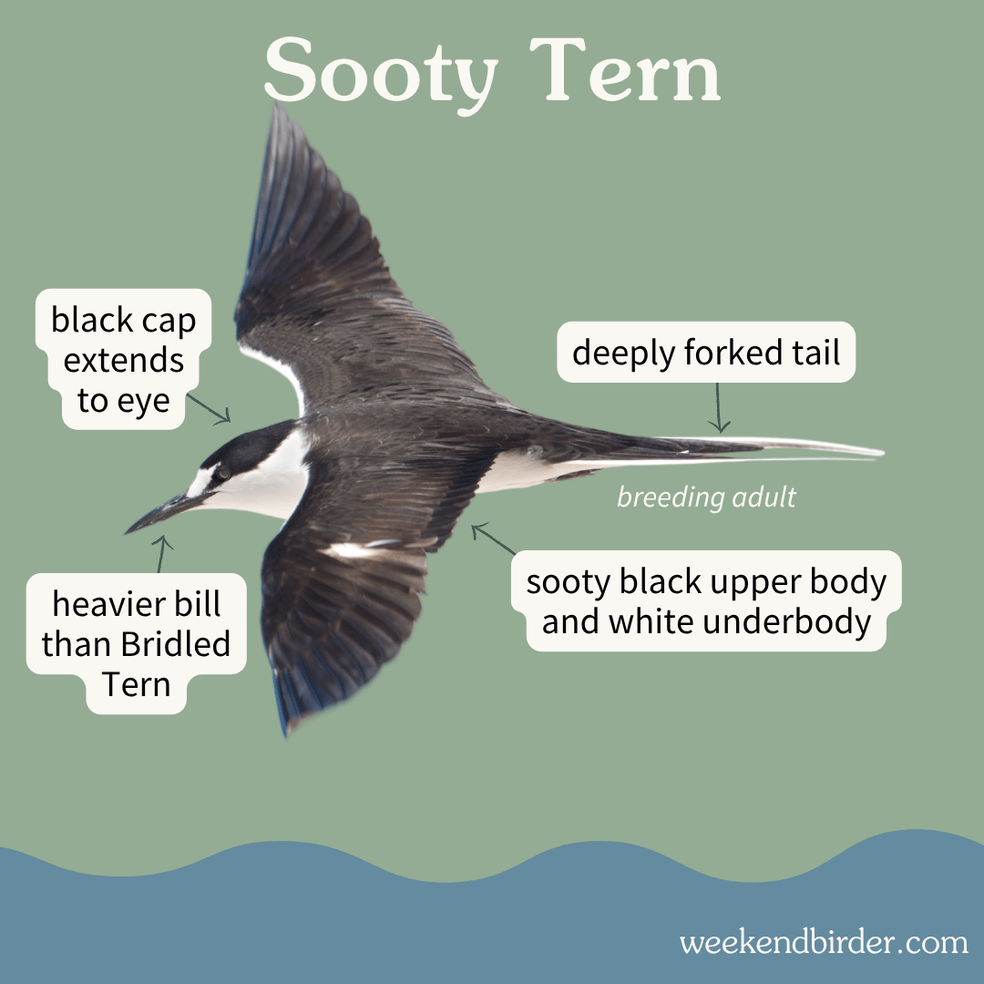 Identify Australian Terns | Weekend Birder
