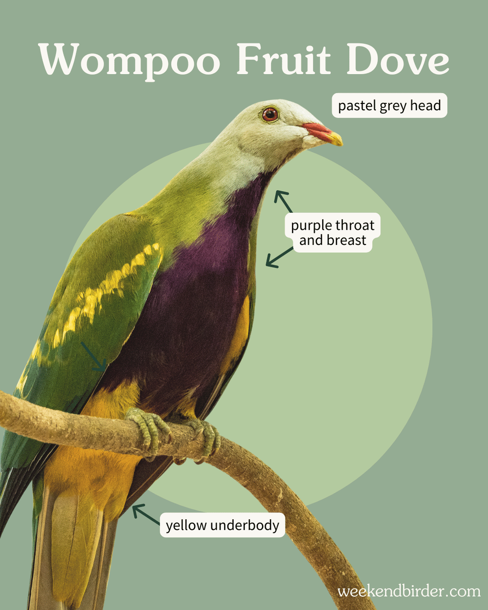 Pigeons and Doves ID Guide | Weekend Birder