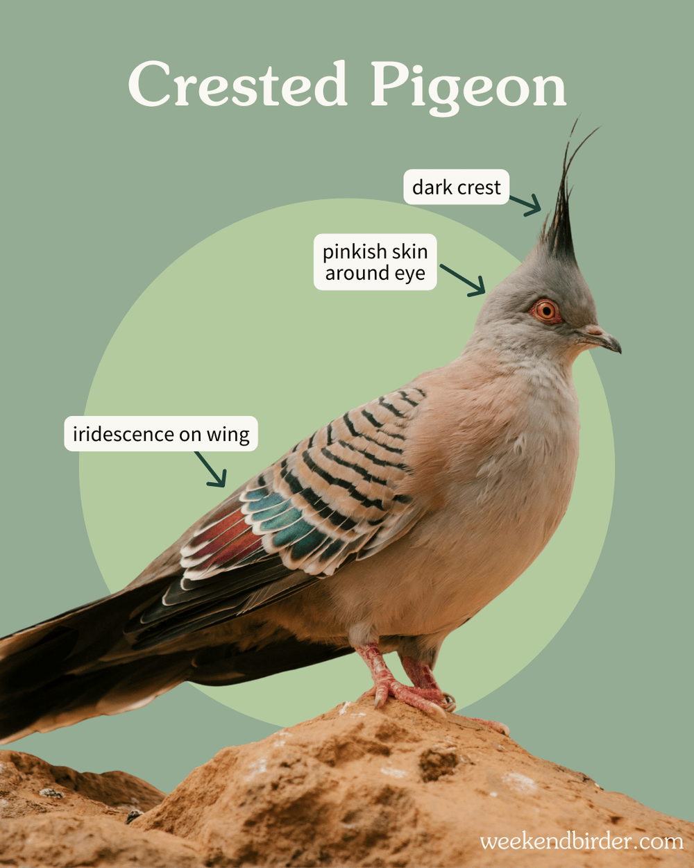 Identify Australian Pigeons and Doves | Weekend Birder