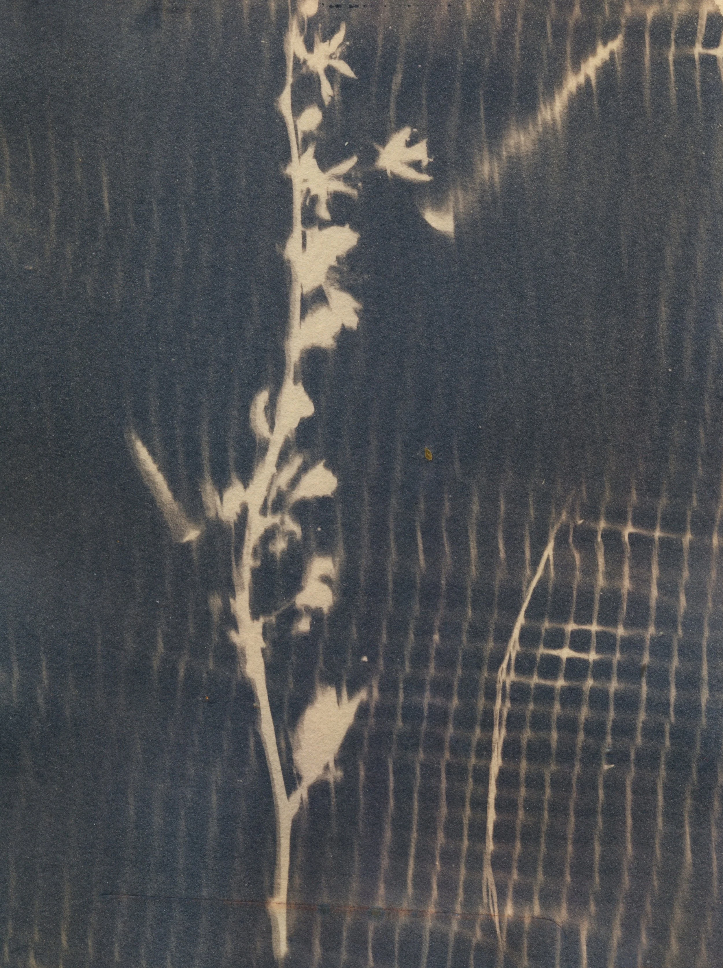 Cyanotypes & Plant Based Toning — Land Art Agency & Collective