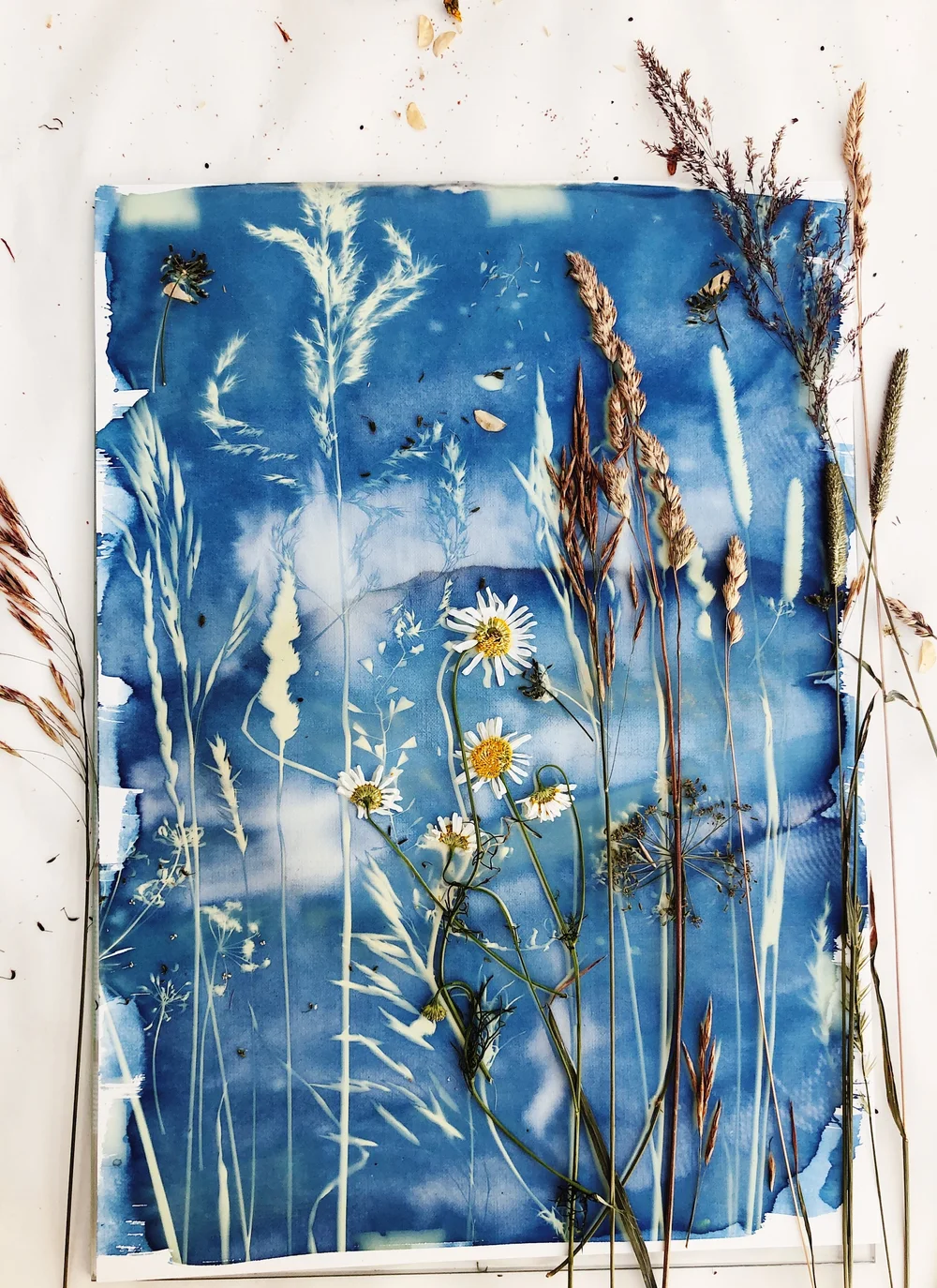Botanical Cyanotypes — Land Art Agency & Collective