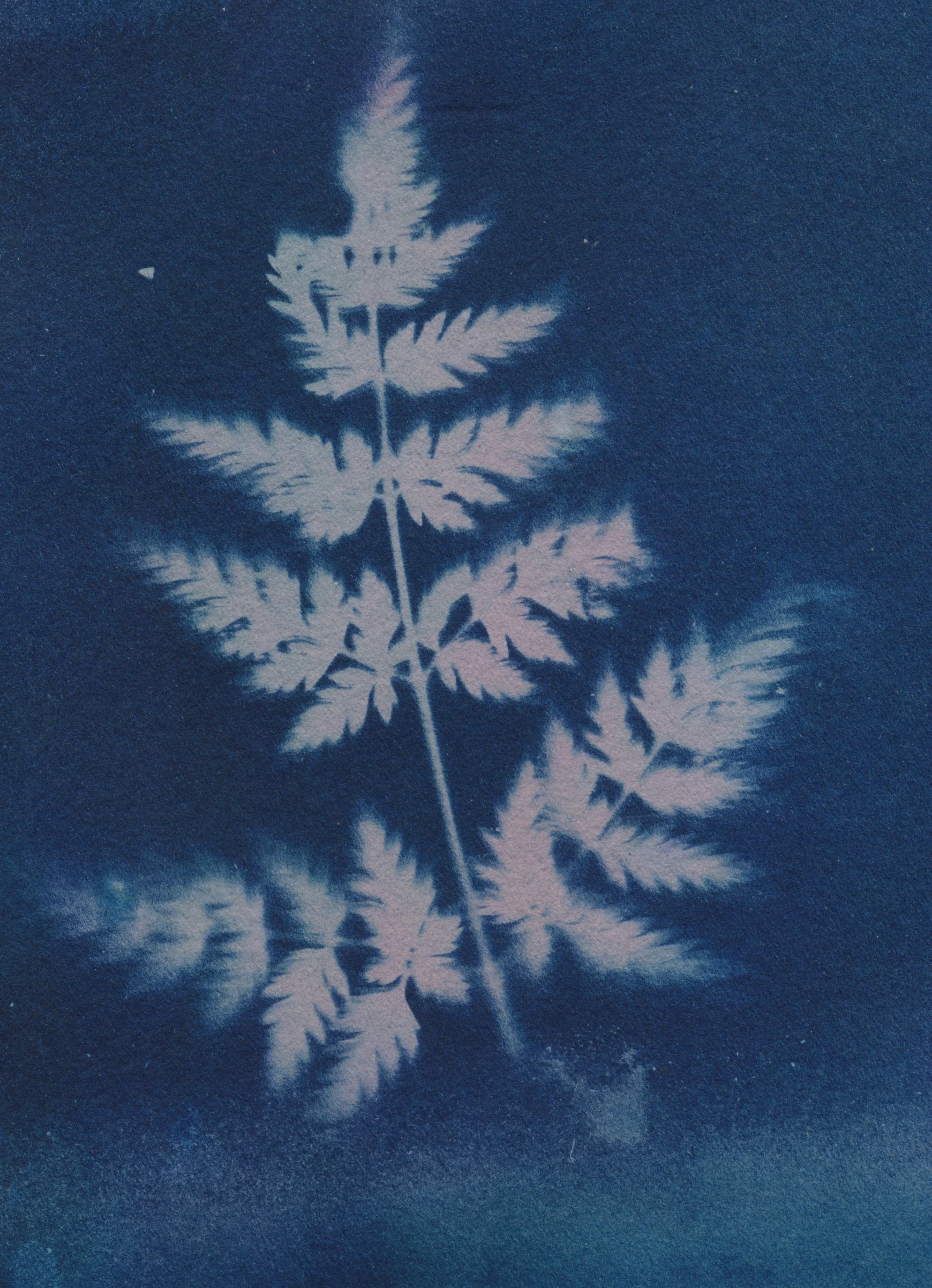 Cyanotypes & Plant Based Toning — Land Art Agency & Collective