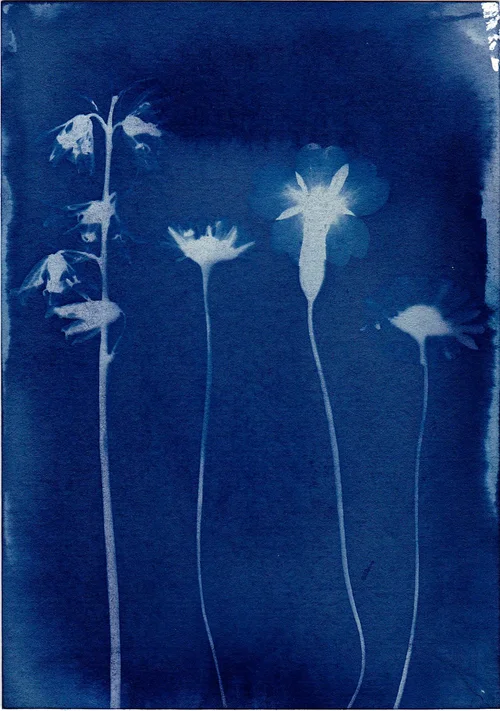 Botanical Cyanotypes — Land Art Agency & Collective