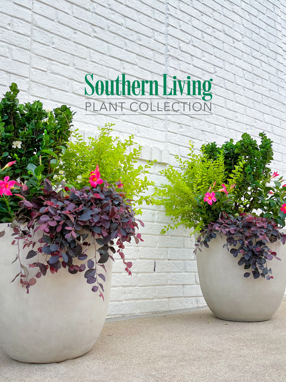 Pink Lady Summer Container Garden Planter Recipe — Contained Creations