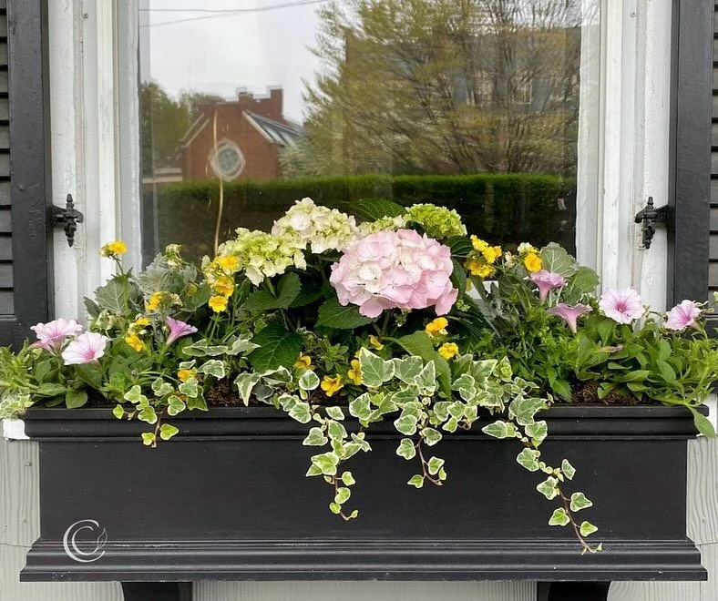 Summer Planters, Container Gardens & Window Boxes — Contained Creations