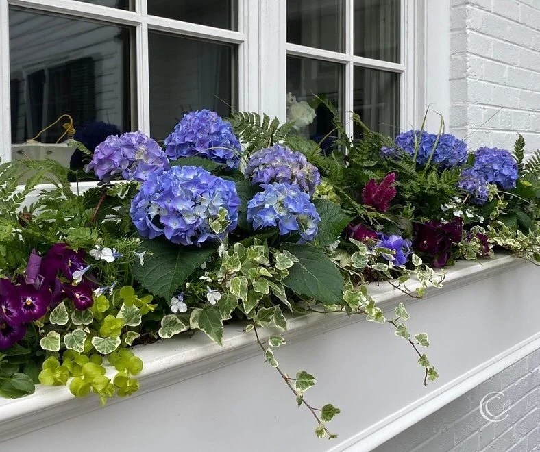 Spring Planters, Container Gardens & Window Boxes — Contained Creations