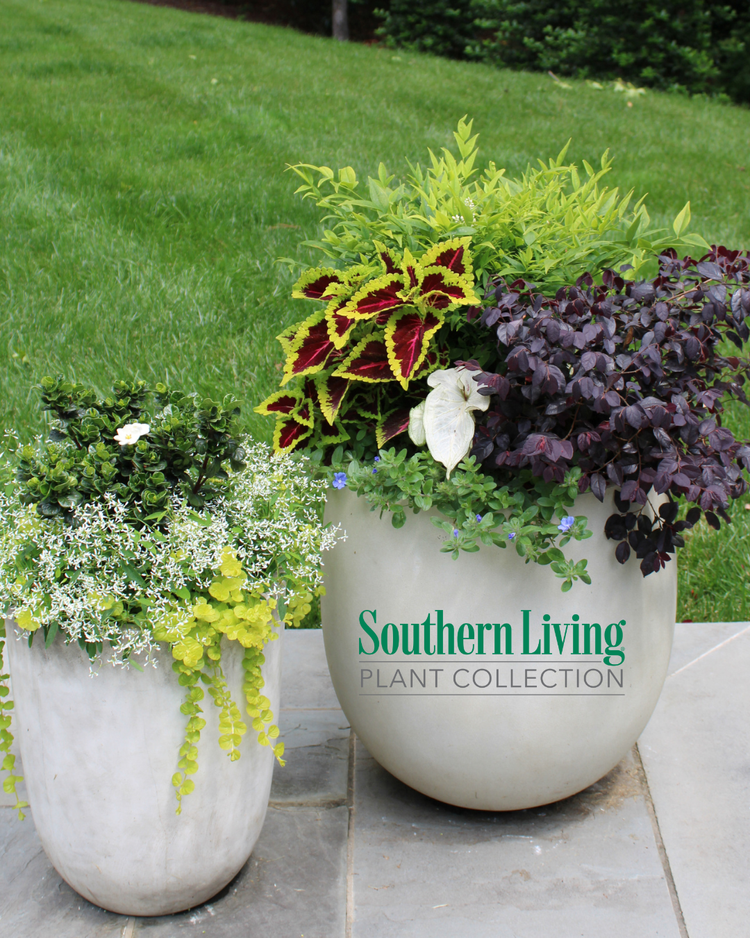 Container Garden Recipes for Every Season — Contained Creations