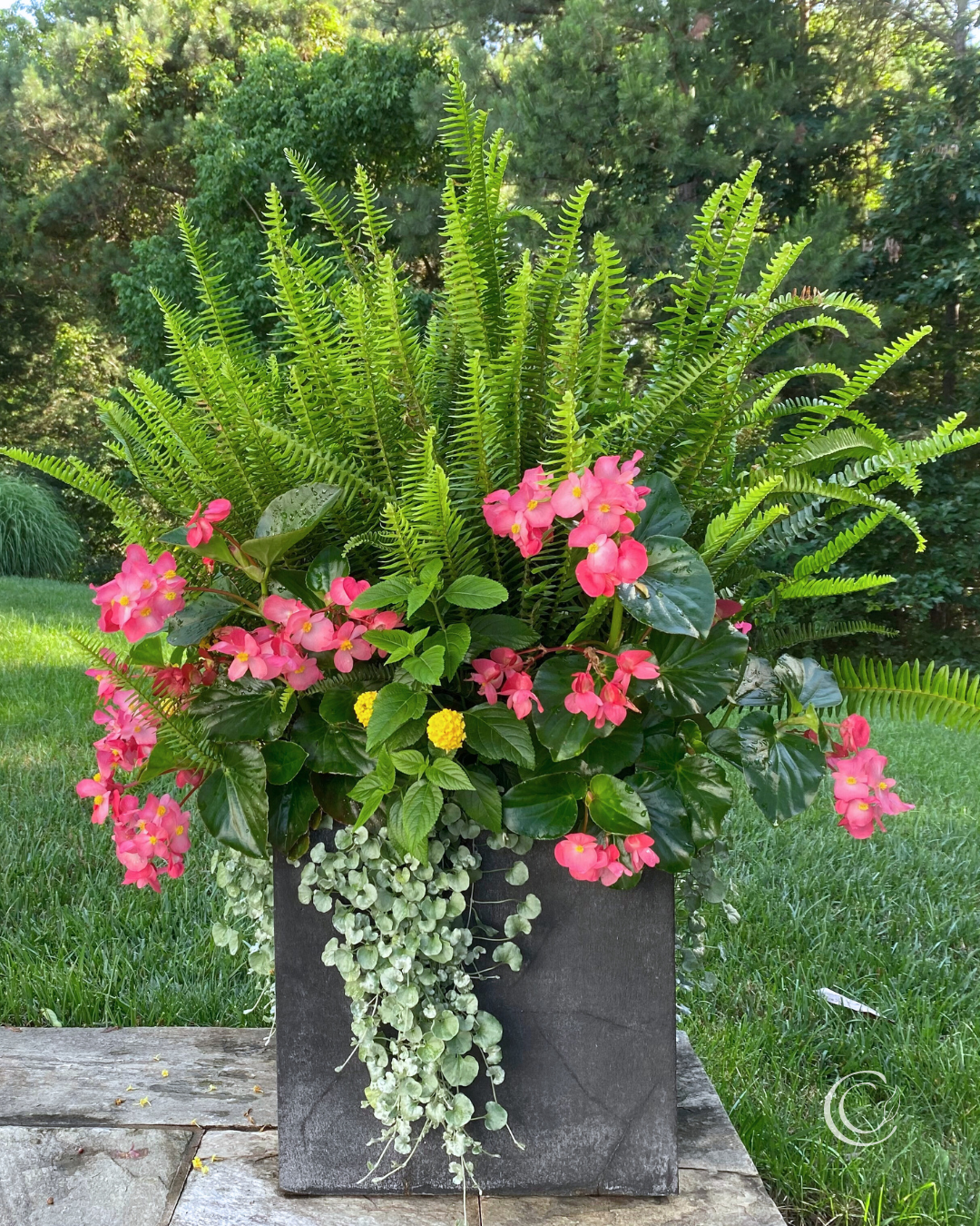10 Begonia Combos for Show-Stopping Containers — Contained Creations