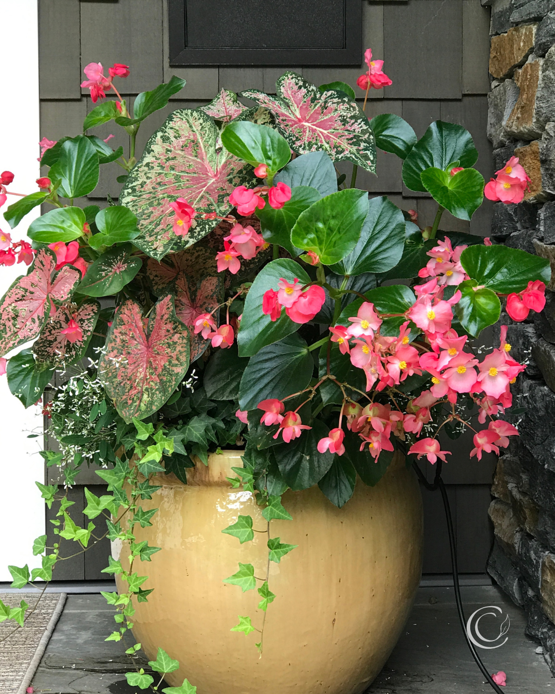 10 Begonia Combos for Show-Stopping Containers — Contained Creations