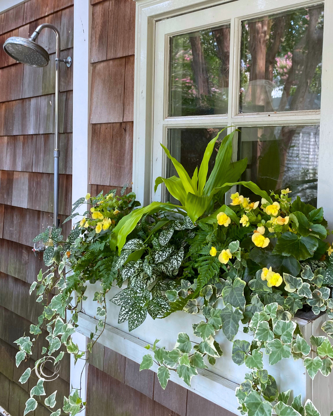 10 Begonia Combos for Show-Stopping Containers — Contained Creations