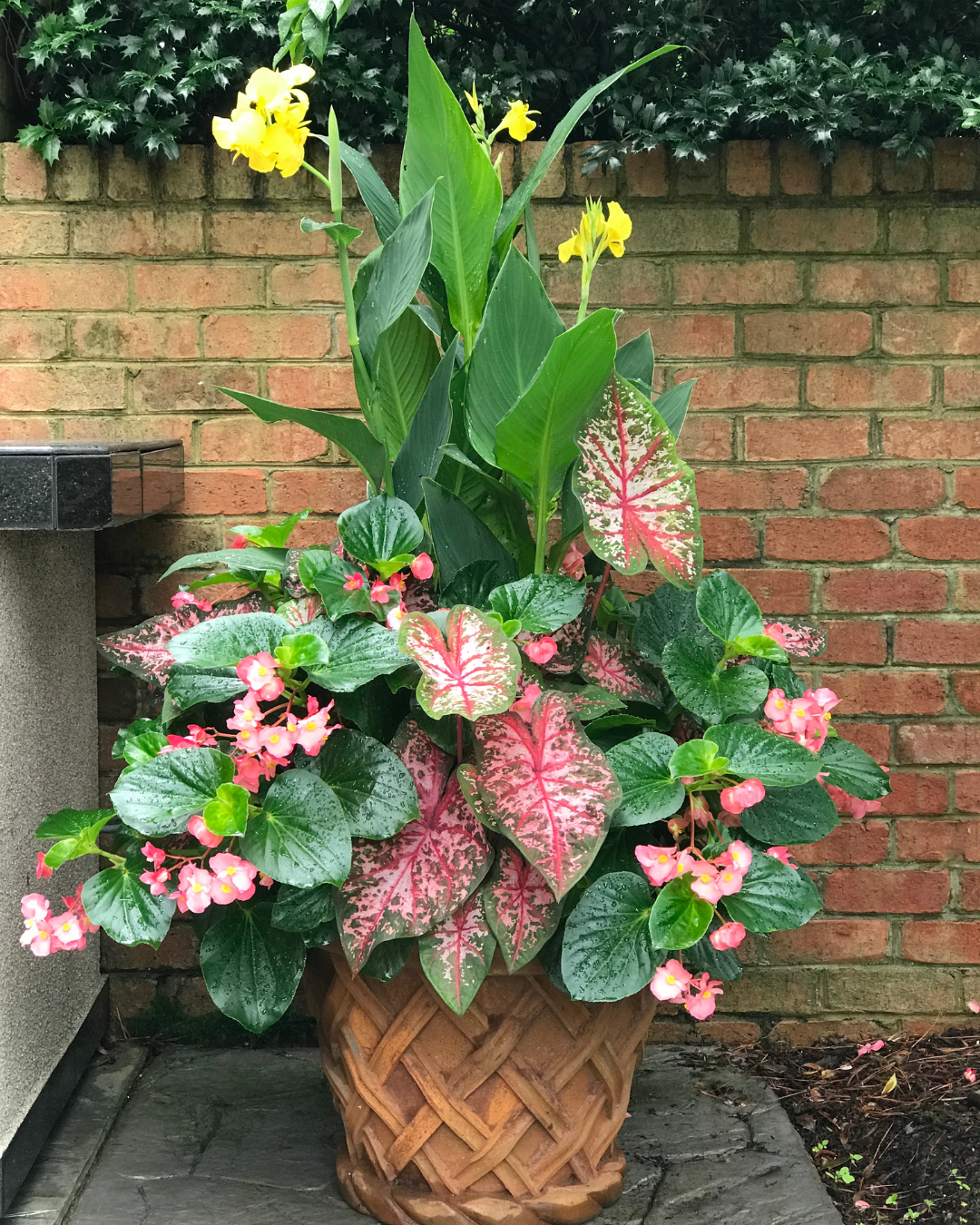 10 Begonia Combos for Show-Stopping Containers — Contained Creations
