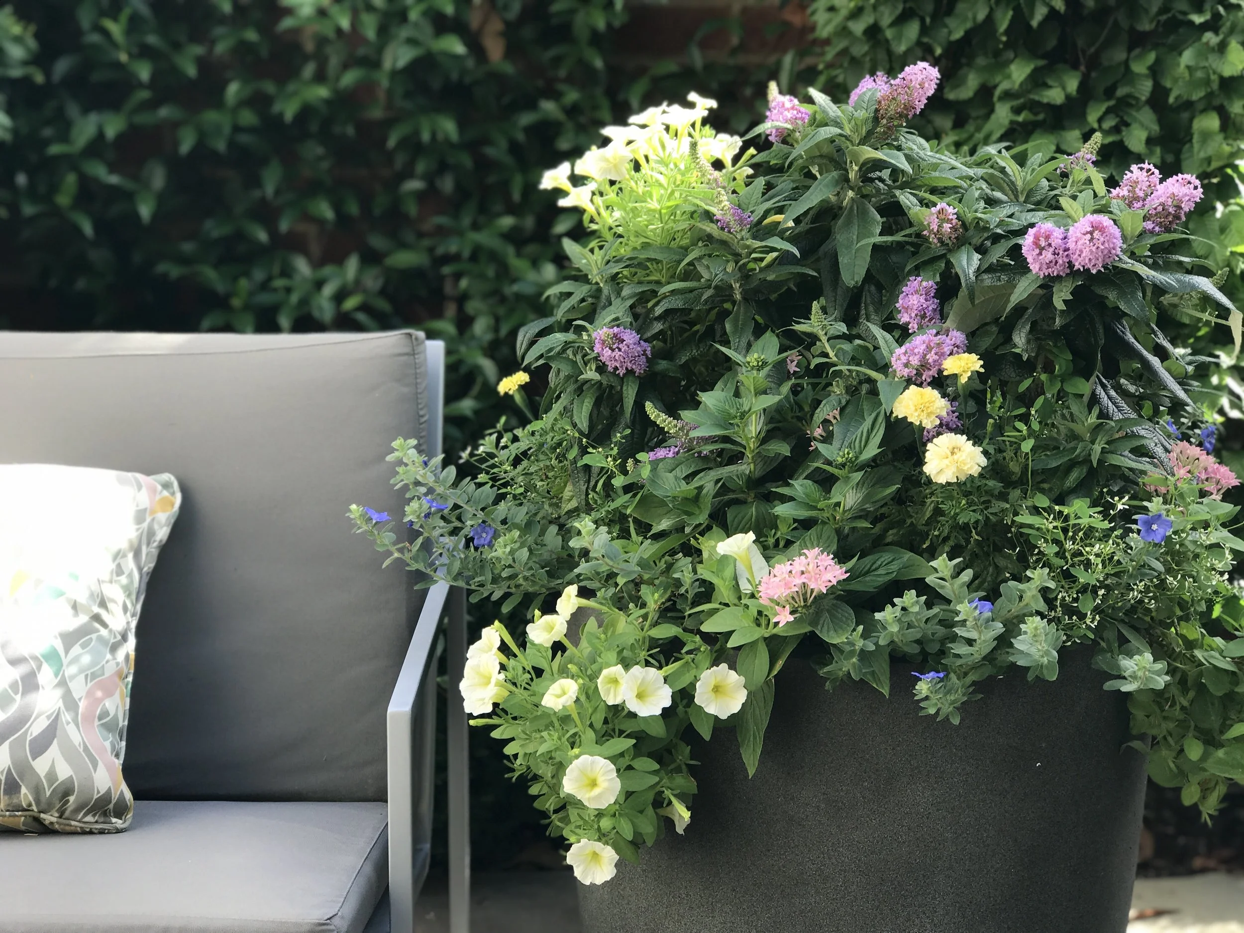 The Best Plants for Modern Meadow Container Gardens — Contained Creations