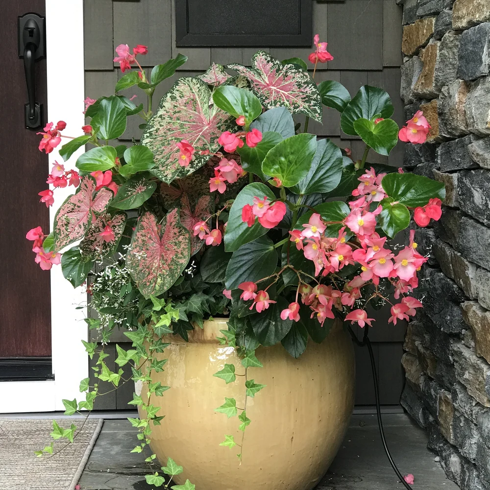 Container Gardening Inspiration for Every Season — Contained Creations