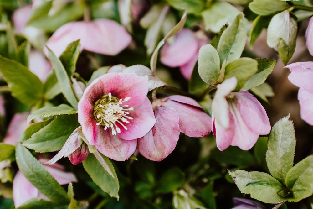 Container Garden Recipes for Every Season — Contained Creations