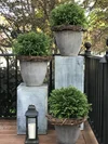 Using Evergreens in Container Gardens — Contained Creations