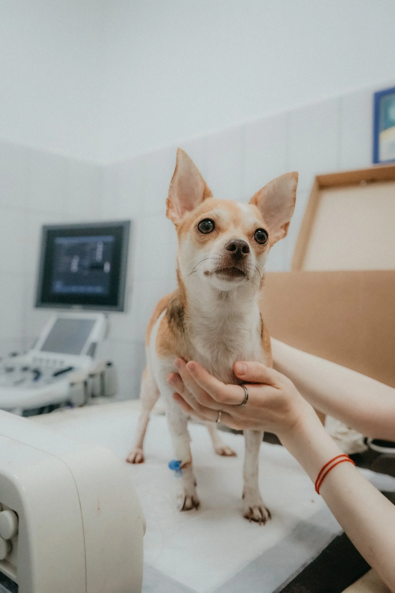 South Sound Veterinary Imaging