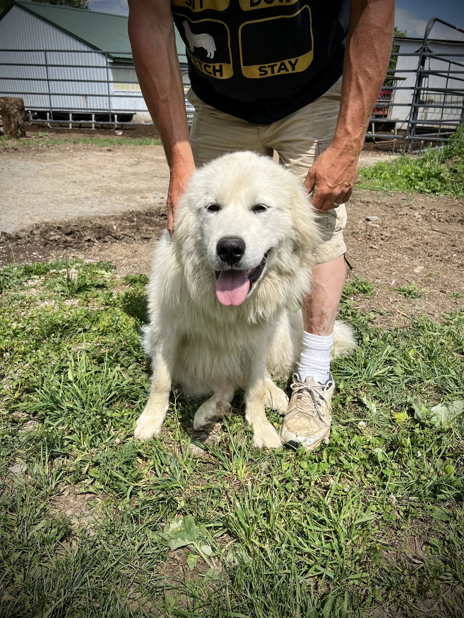 Great Pyrenees Puppies from Mid Lake Great Pyrenees