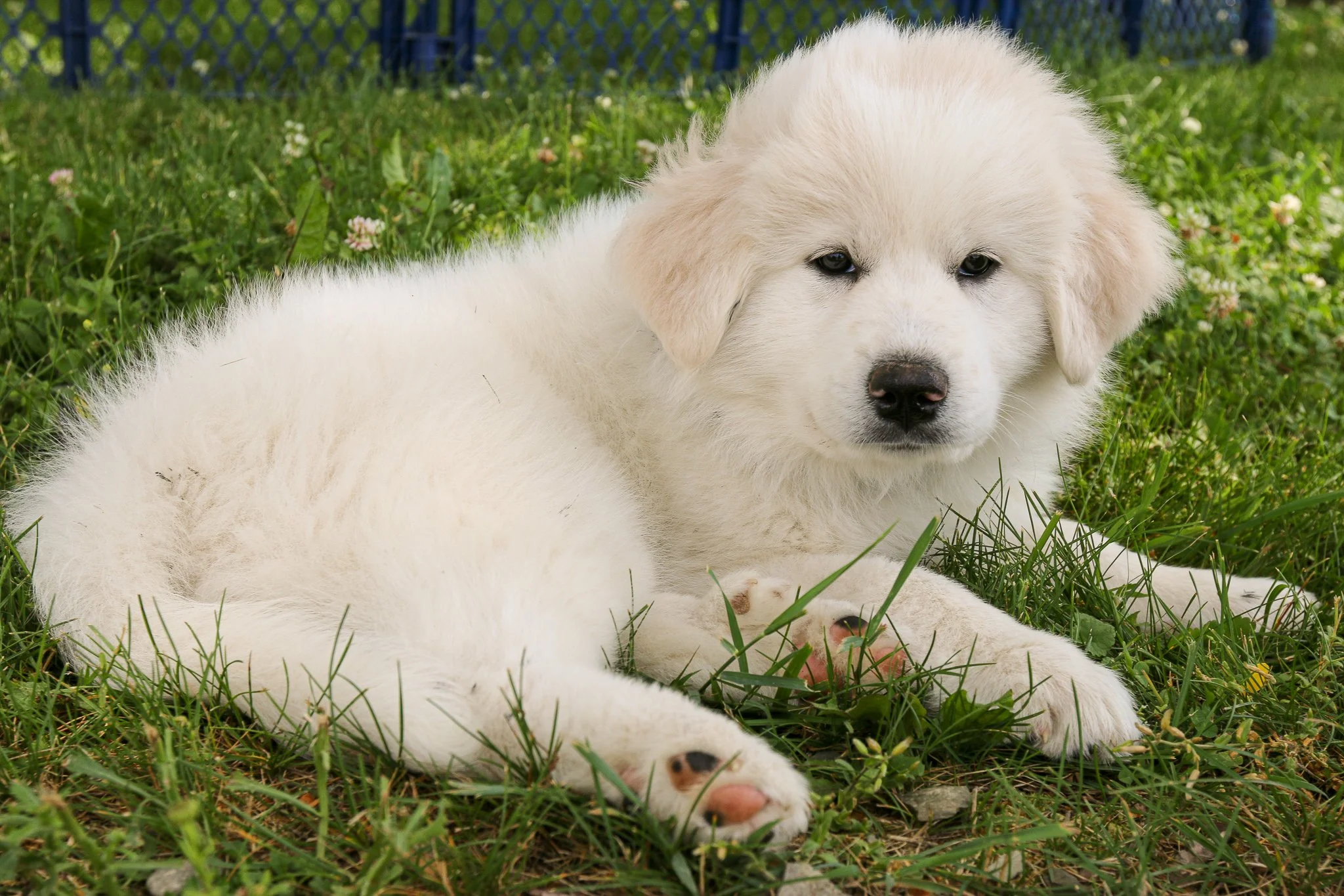 Great Pyrenees Puppies from Mid Lake Great Pyrenees