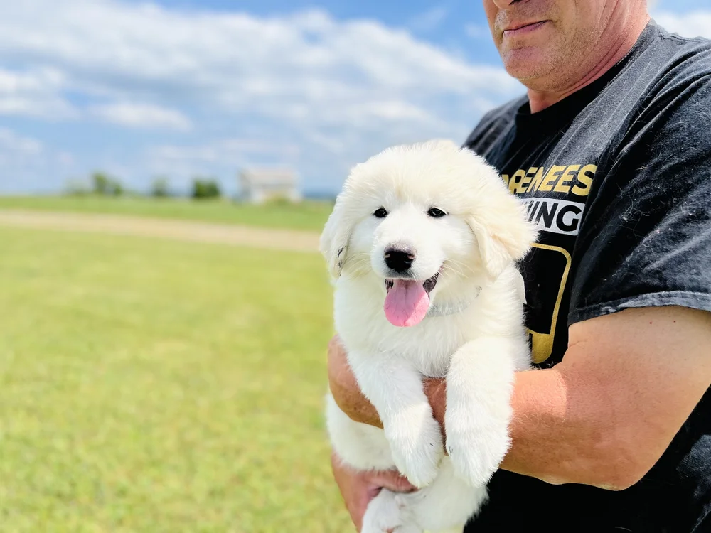 Great Pyrenees Puppies from Mid Lake Great Pyrenees
