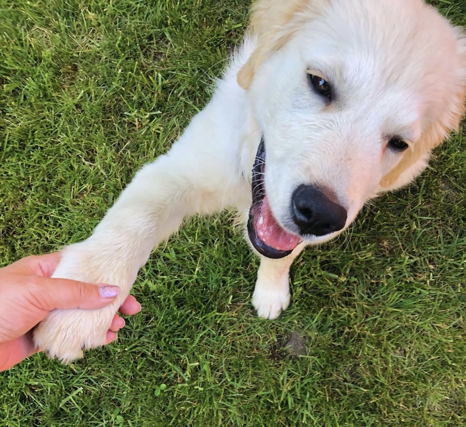 Services — The Collar Crew Dog Boarding