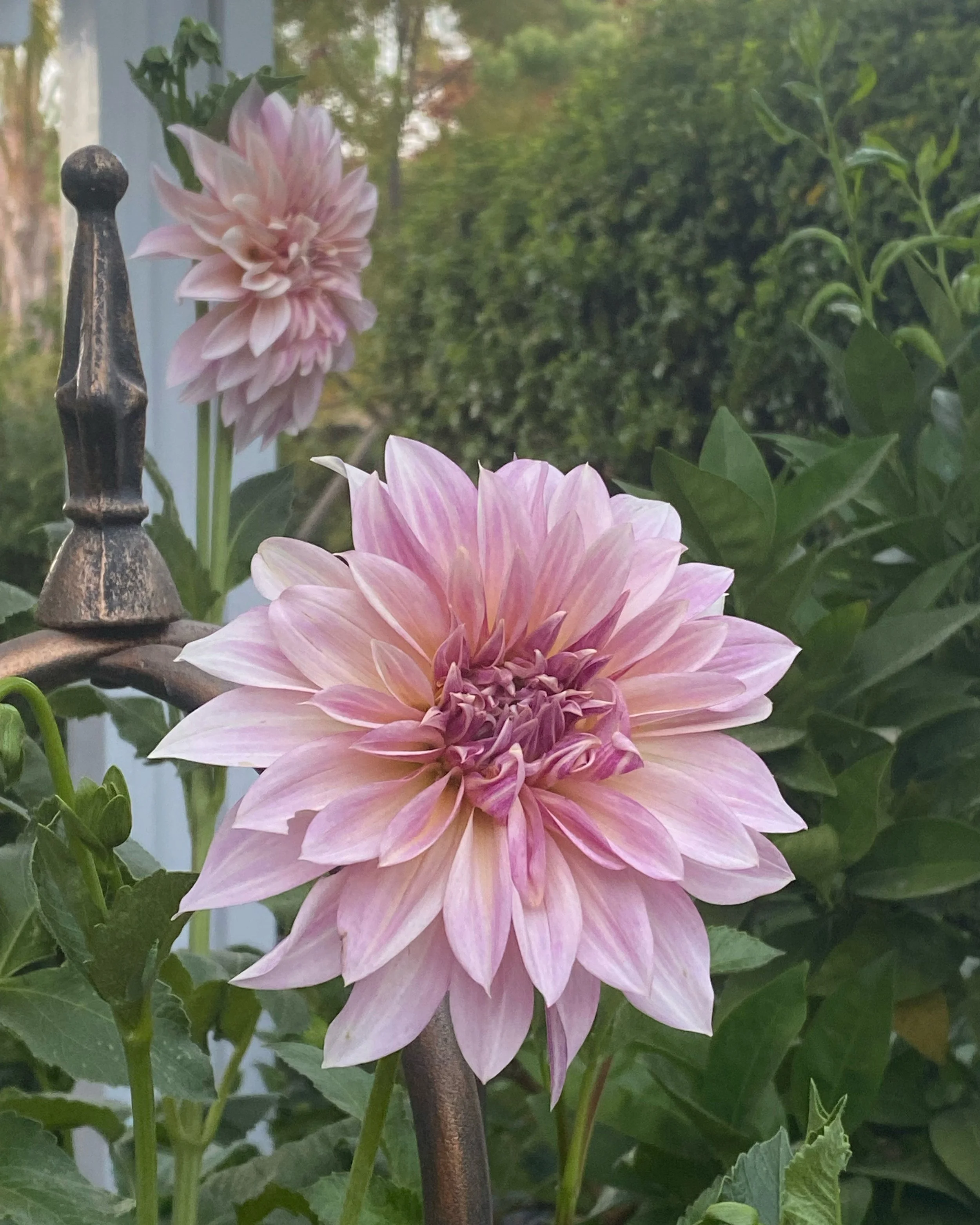 Growing Cafe au Lait Dahlias — The Gilded Bloom