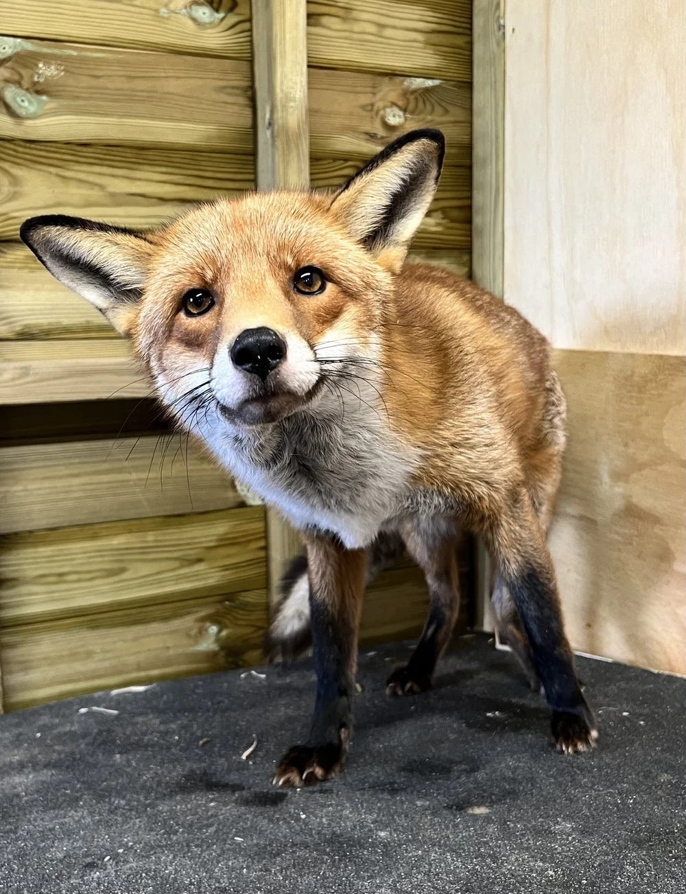 The Foxes — Fripps Farm