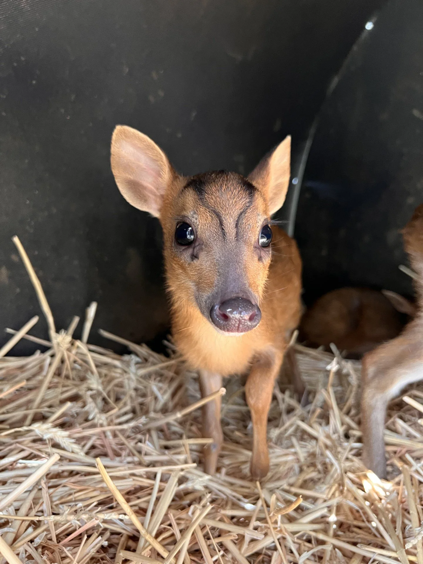 Muntjac Deer — Fripps Farm