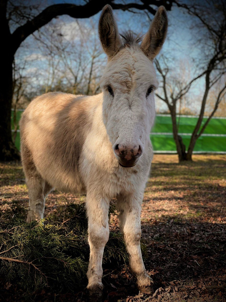 The Donkeys — Fripps Farm