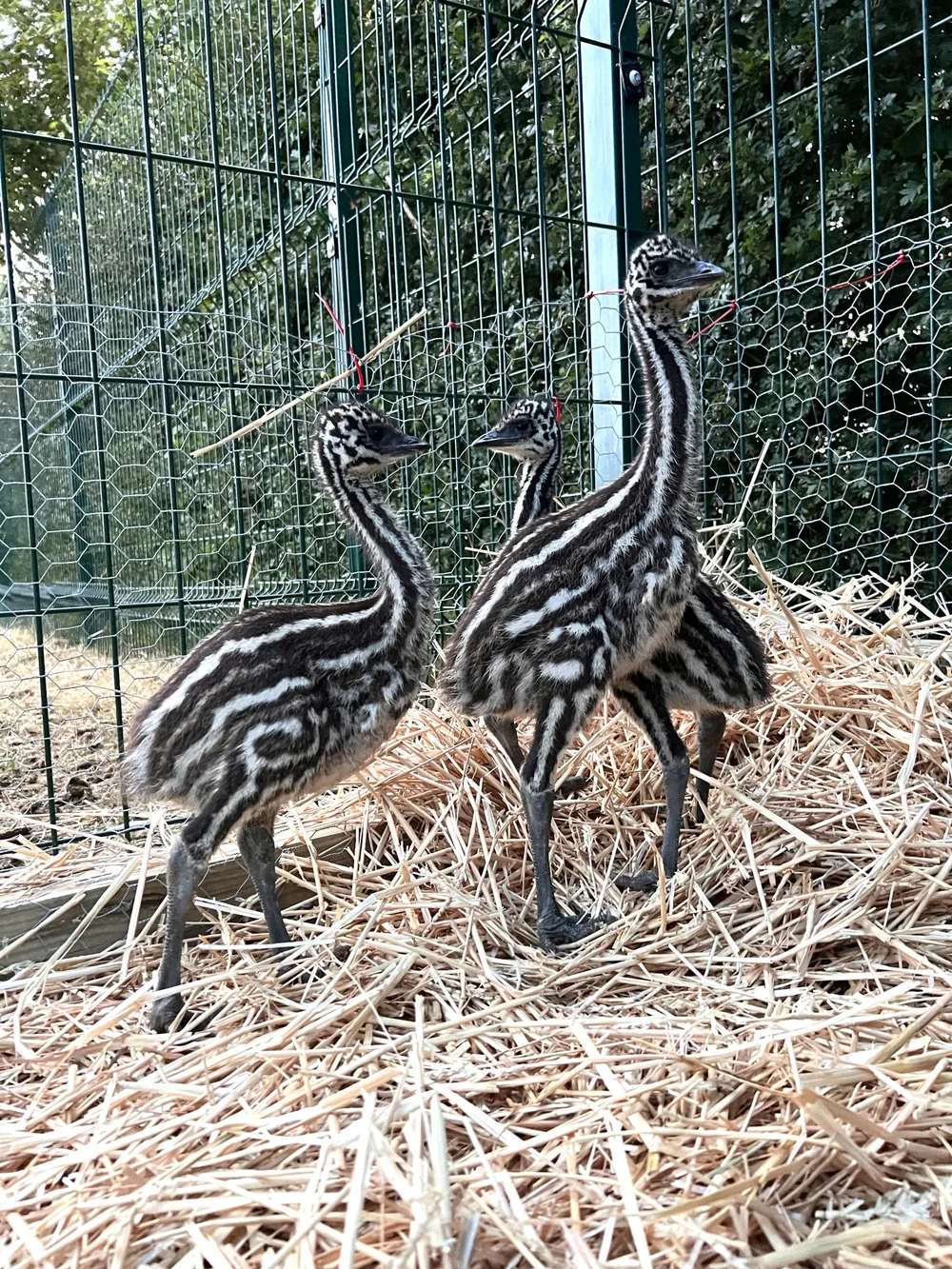 The Emus — Fripps Farm