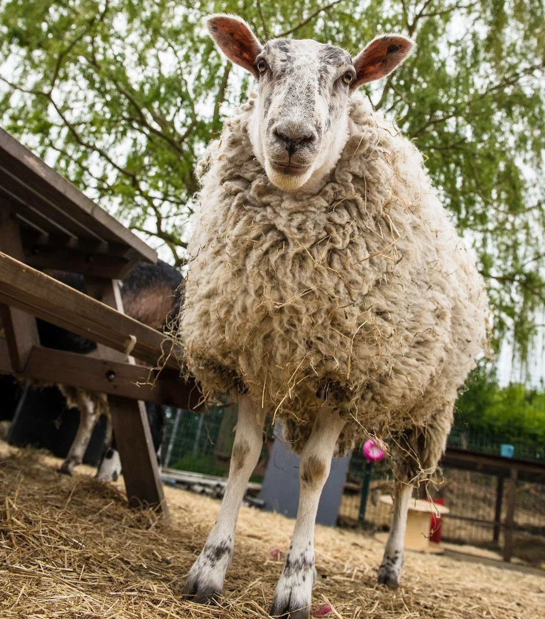 The Animals — Fripps Farm