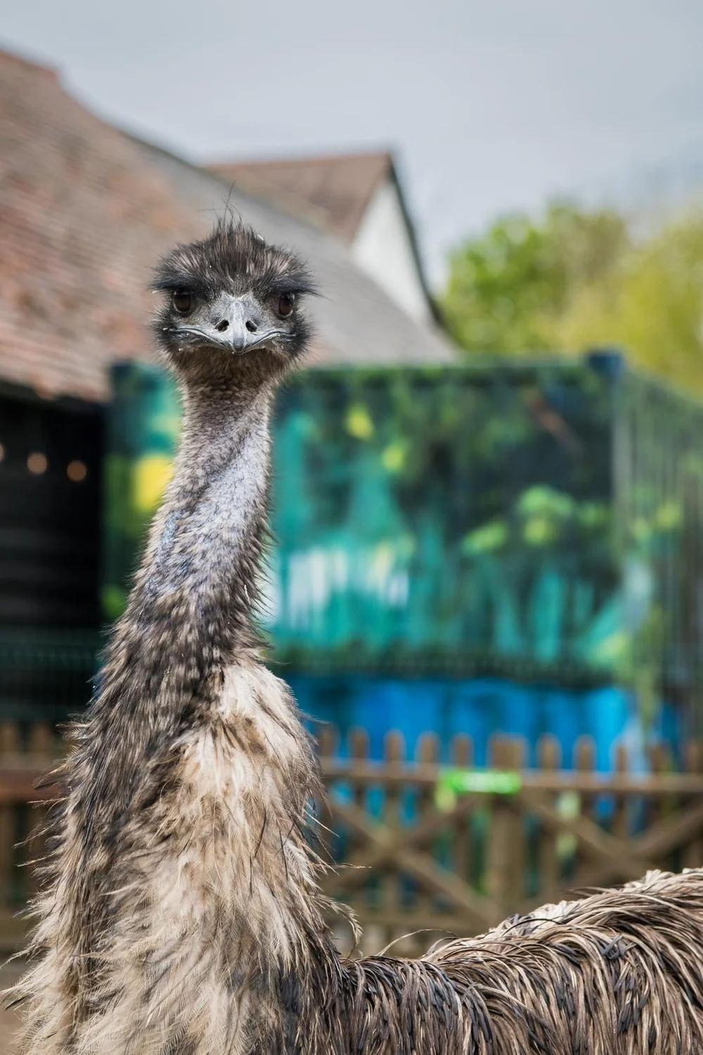 The Residents — Fripps Farm