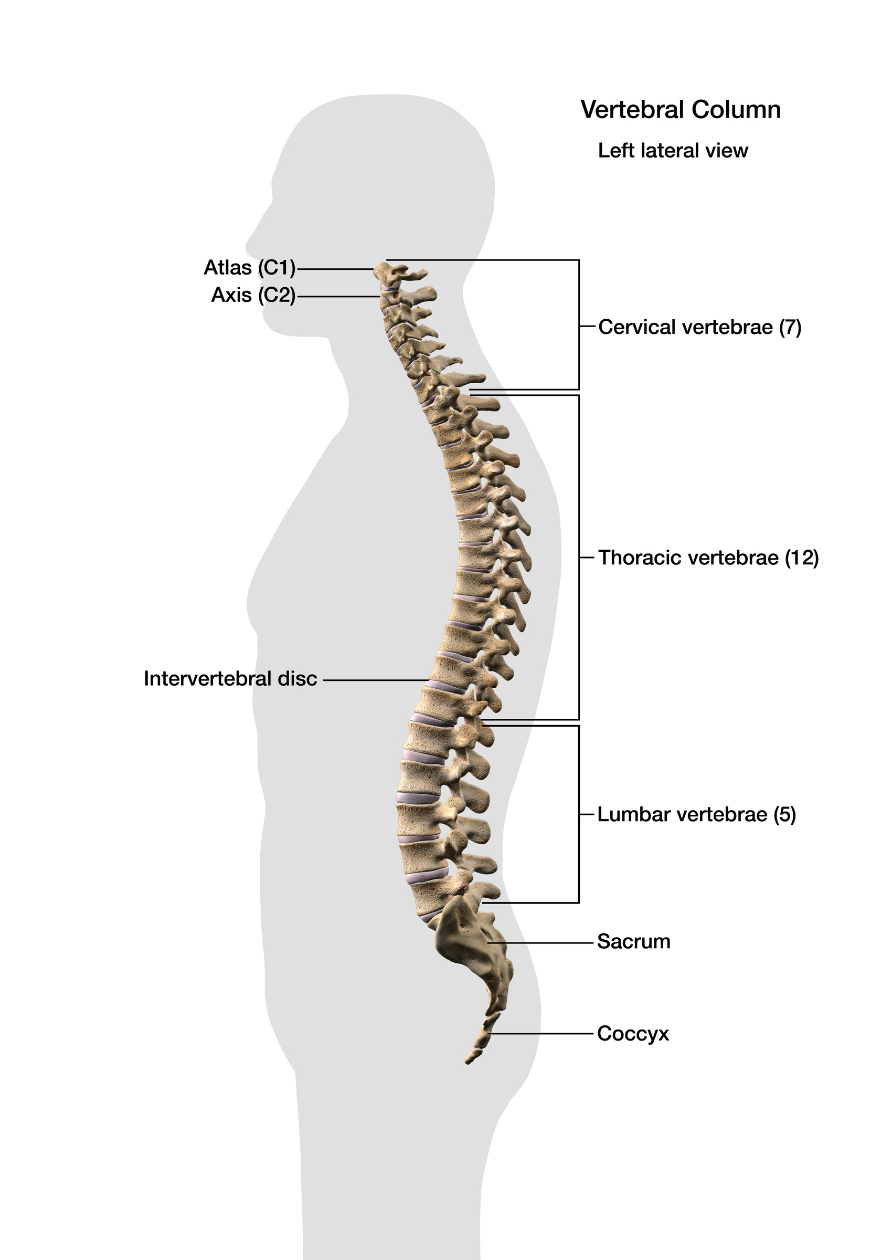 A Guide to Spine Anatomy: Your Roadmap to a Healthy Back — MacKay Spine ...