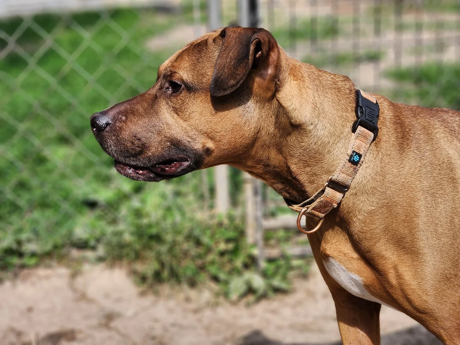 Available Adoptions — Canine Haven Rescue & Lost Dog Trapping