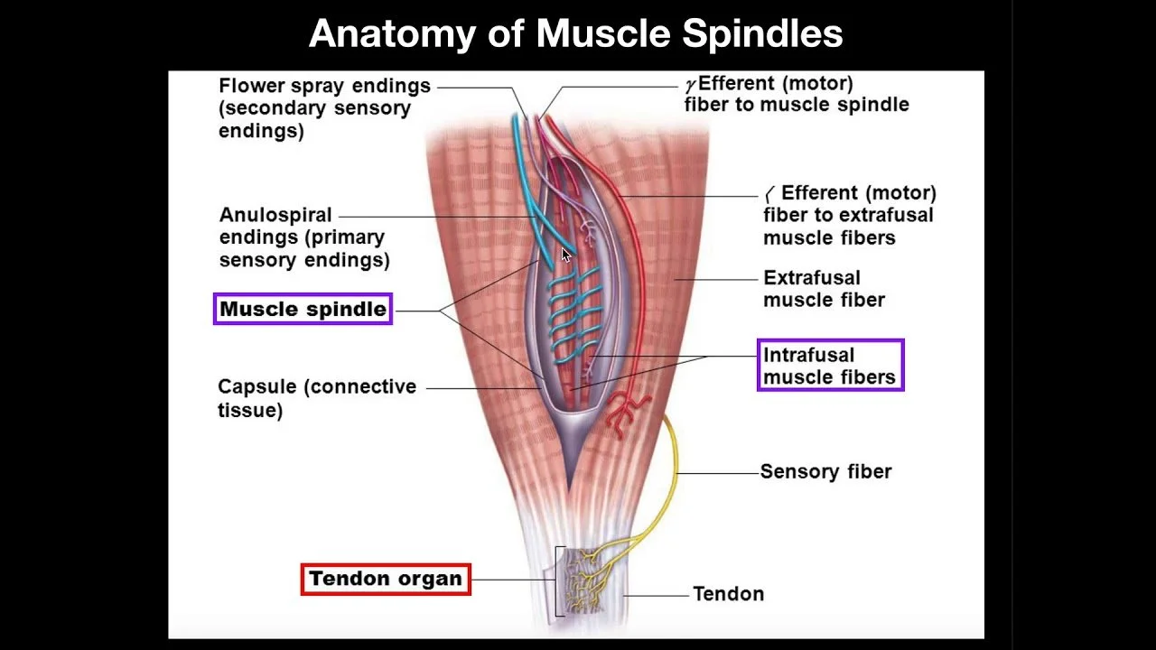 The Power of Muscle Spindles: Why Your Body Reacts Before You Even ...