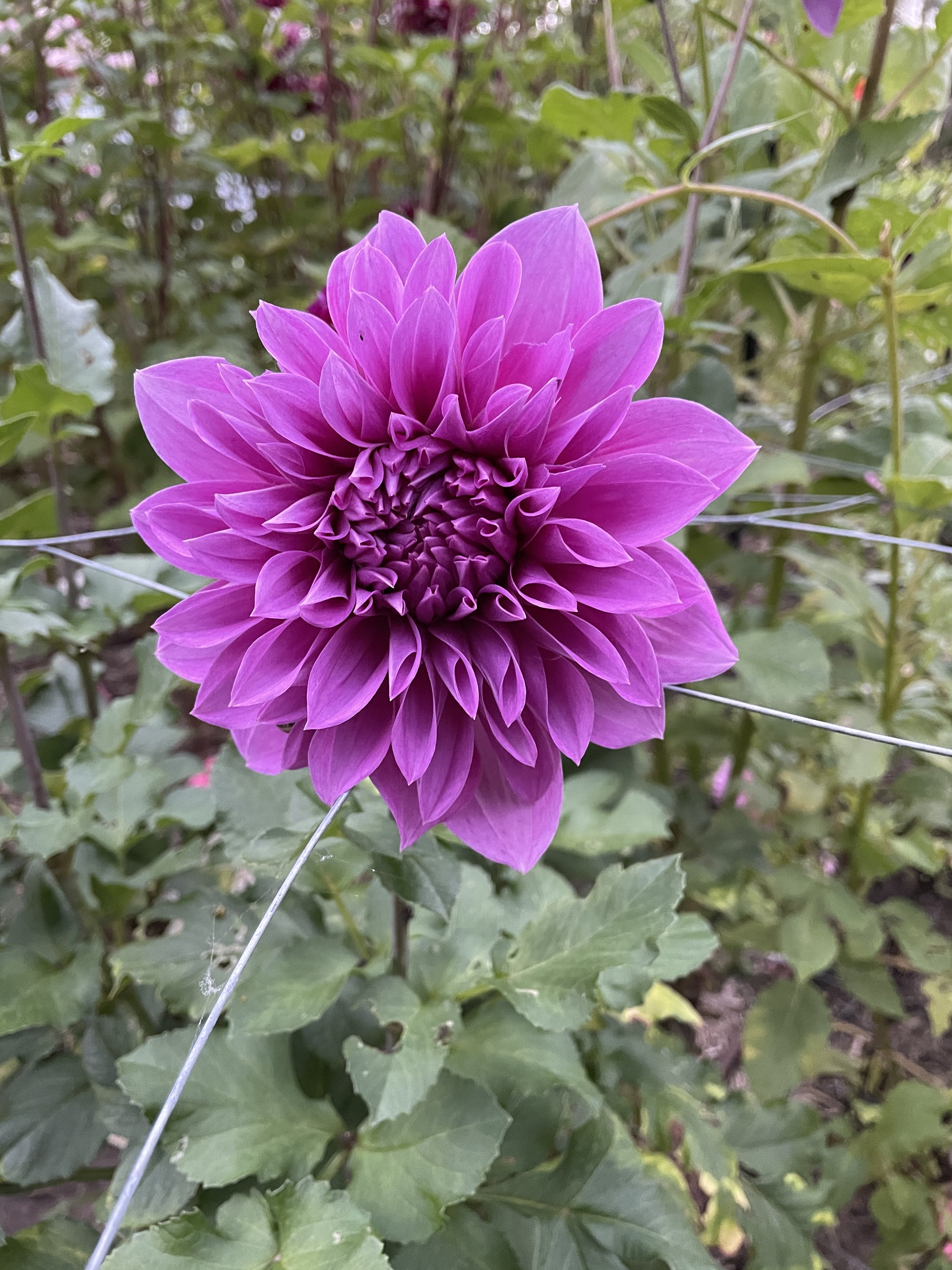 Store 2 — Bramble Botanical