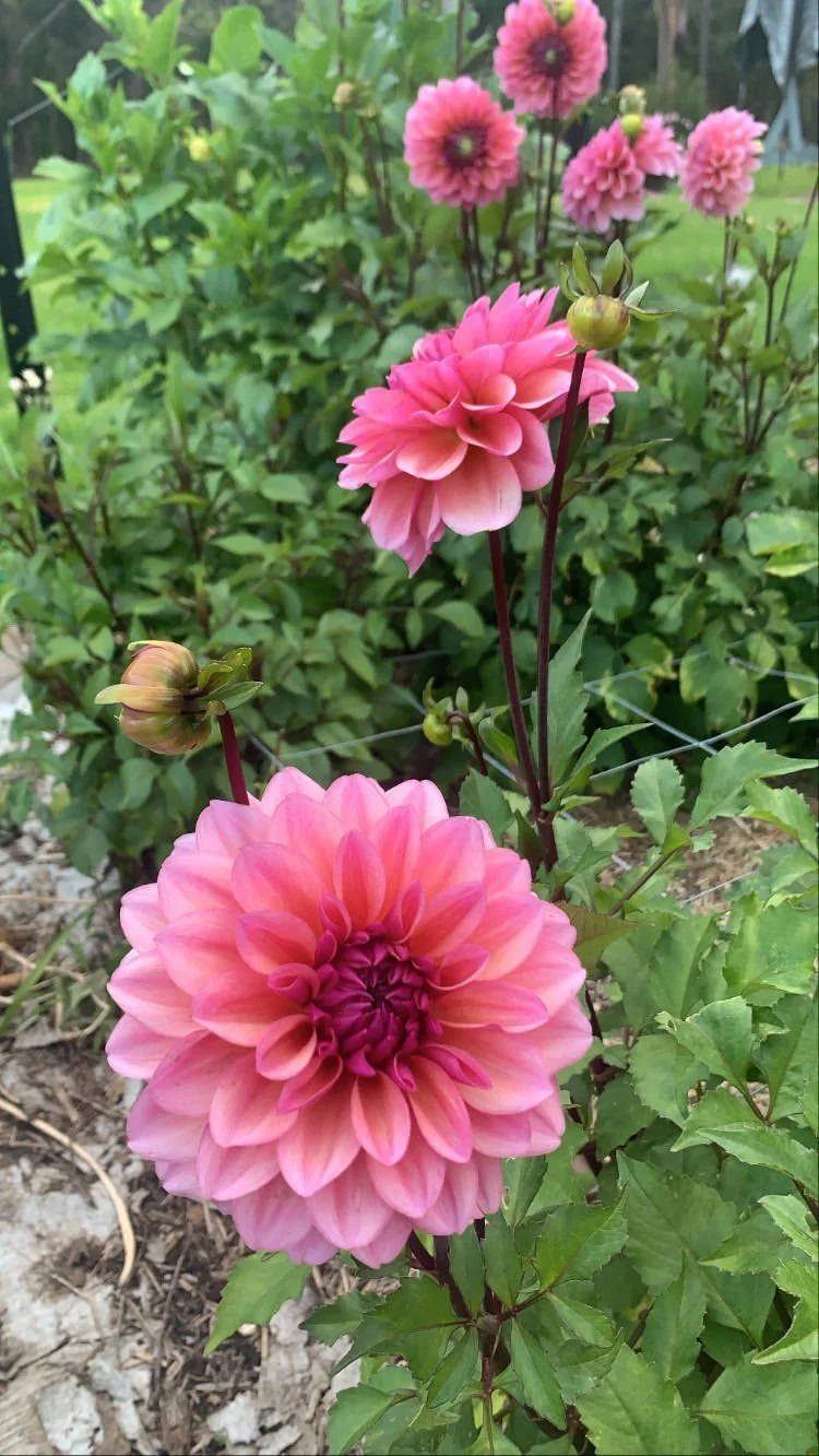 Store 2 — Bramble Botanical