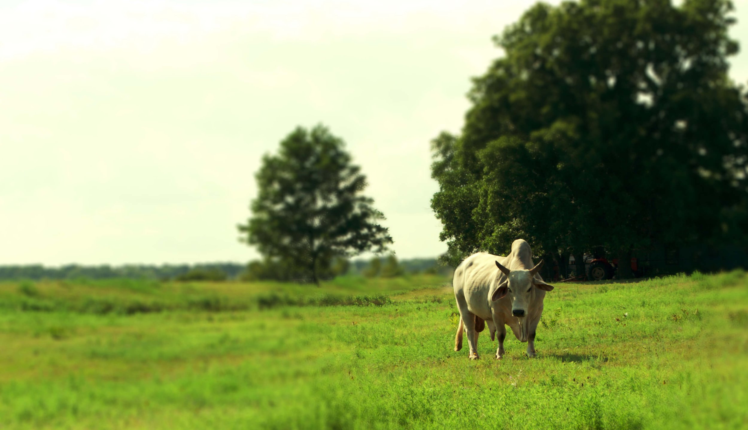 Brahman Cattle: Essential Facts and Considerations for Breeders