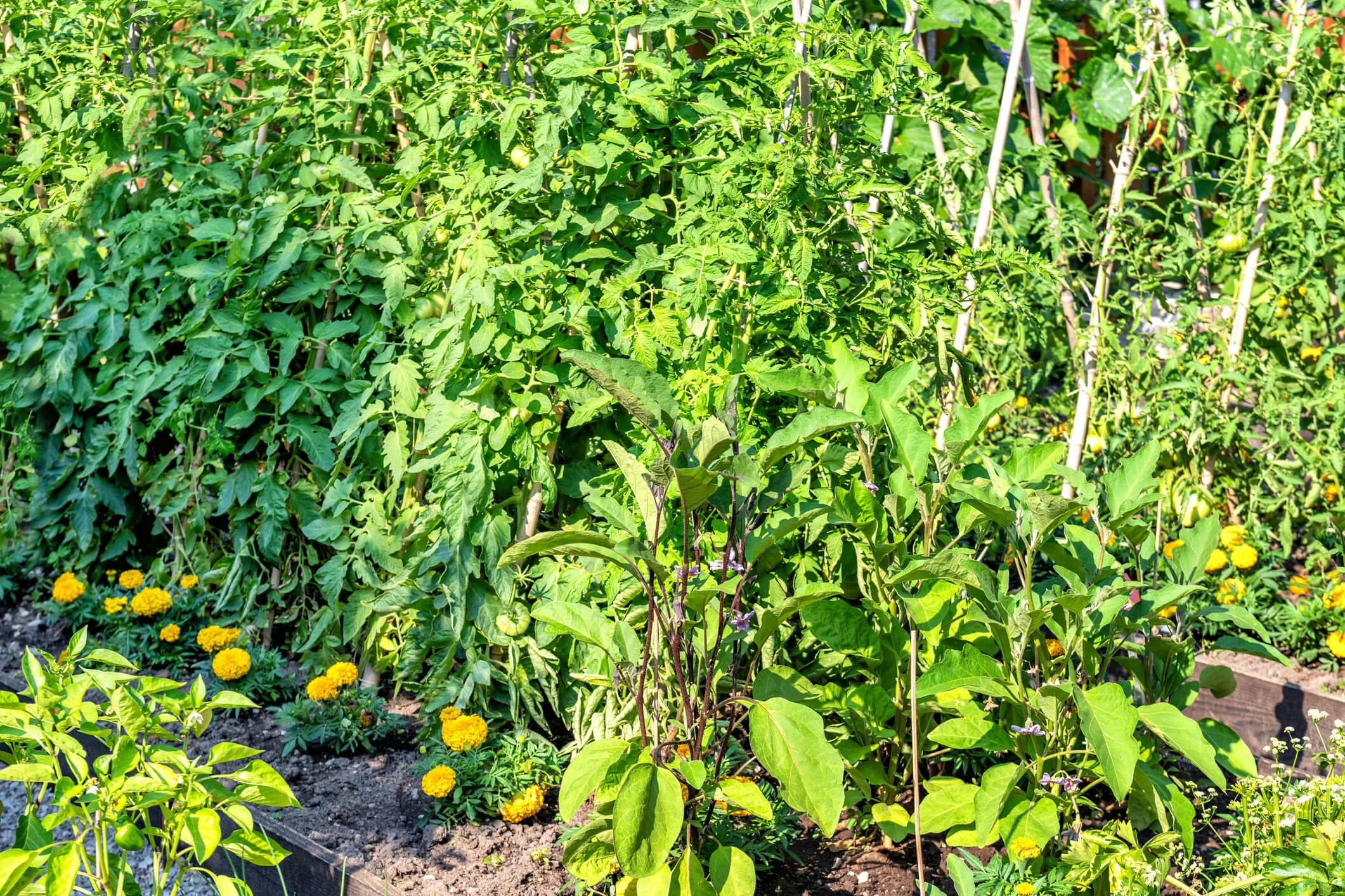 Companion Planting Guide: Boost Your Garden's Health & Yield