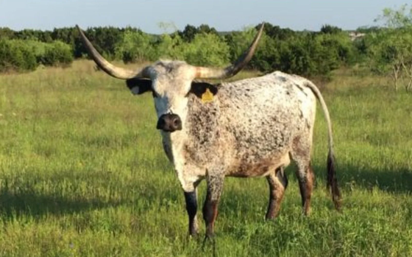 6 Best Texas Longhorn Ranches For Quality Meats | Explore the Wild West ...