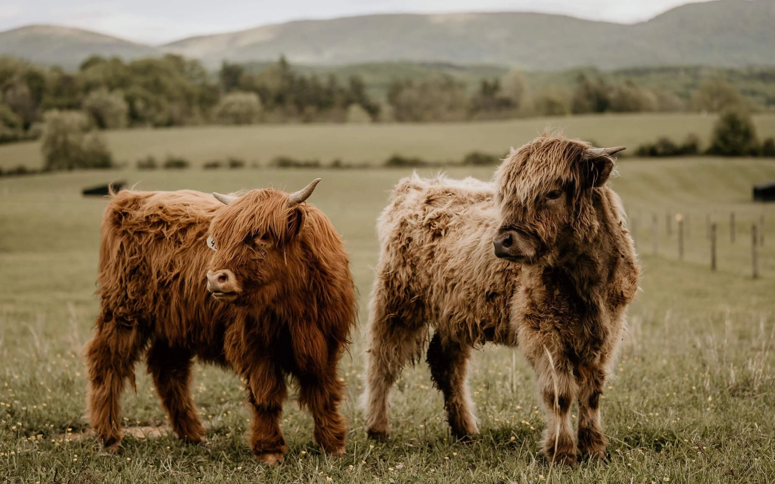 Miniature Cattle: Perfect Bovines for Small Farms and Big Hearts!