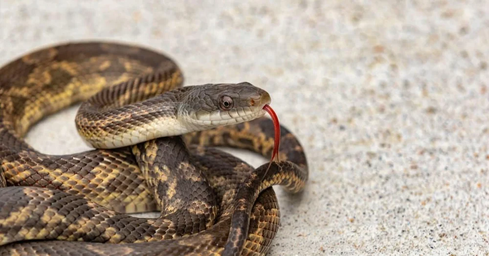 Discovering the Wild Snakes of Texas: A Detailed Exploration of Native ...