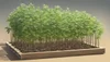 Preserving Potential: The Ultimate Guide to Scion Wood Storage for ...