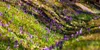 Most Profitable Crops in Texas and Beyond