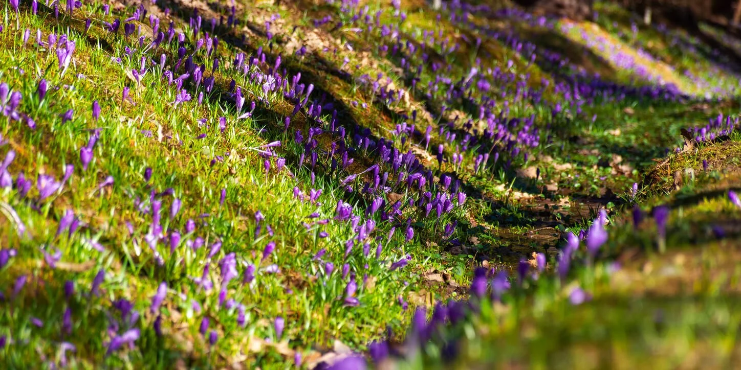 Most Profitable Crops in Texas and Beyond