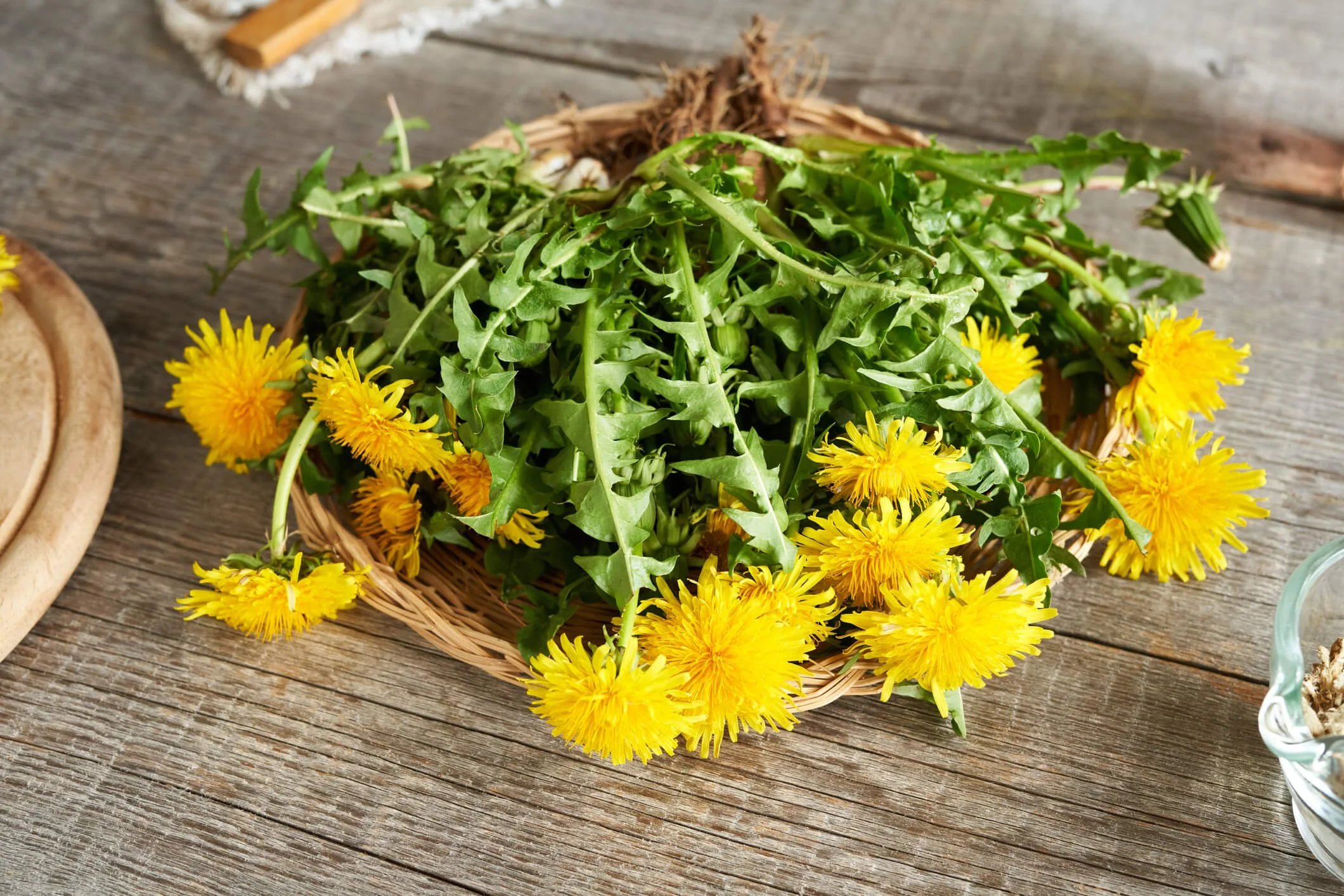 Dandelions Unveiled: From Garden Weed to Culinary Delight