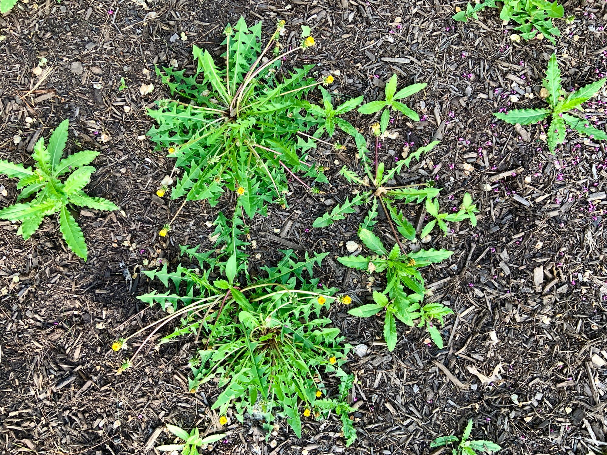 Best Mulch to Combat Weeds: Your Ultimate Guide